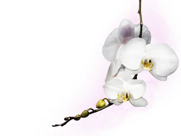 Orquidea branca madeira Stok Foto, Orquidea branca madeira Gambar Bebas ...