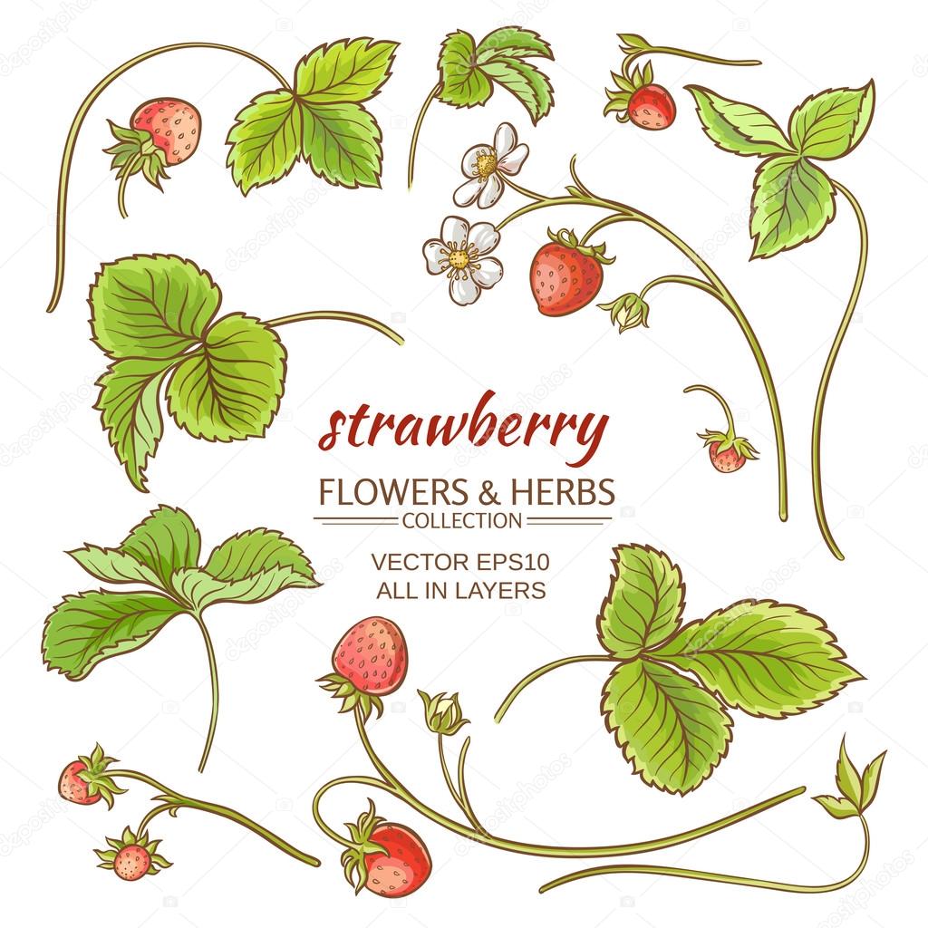 Strawberry elements vector set Stock Vector by ©cuttlefish84 121896034