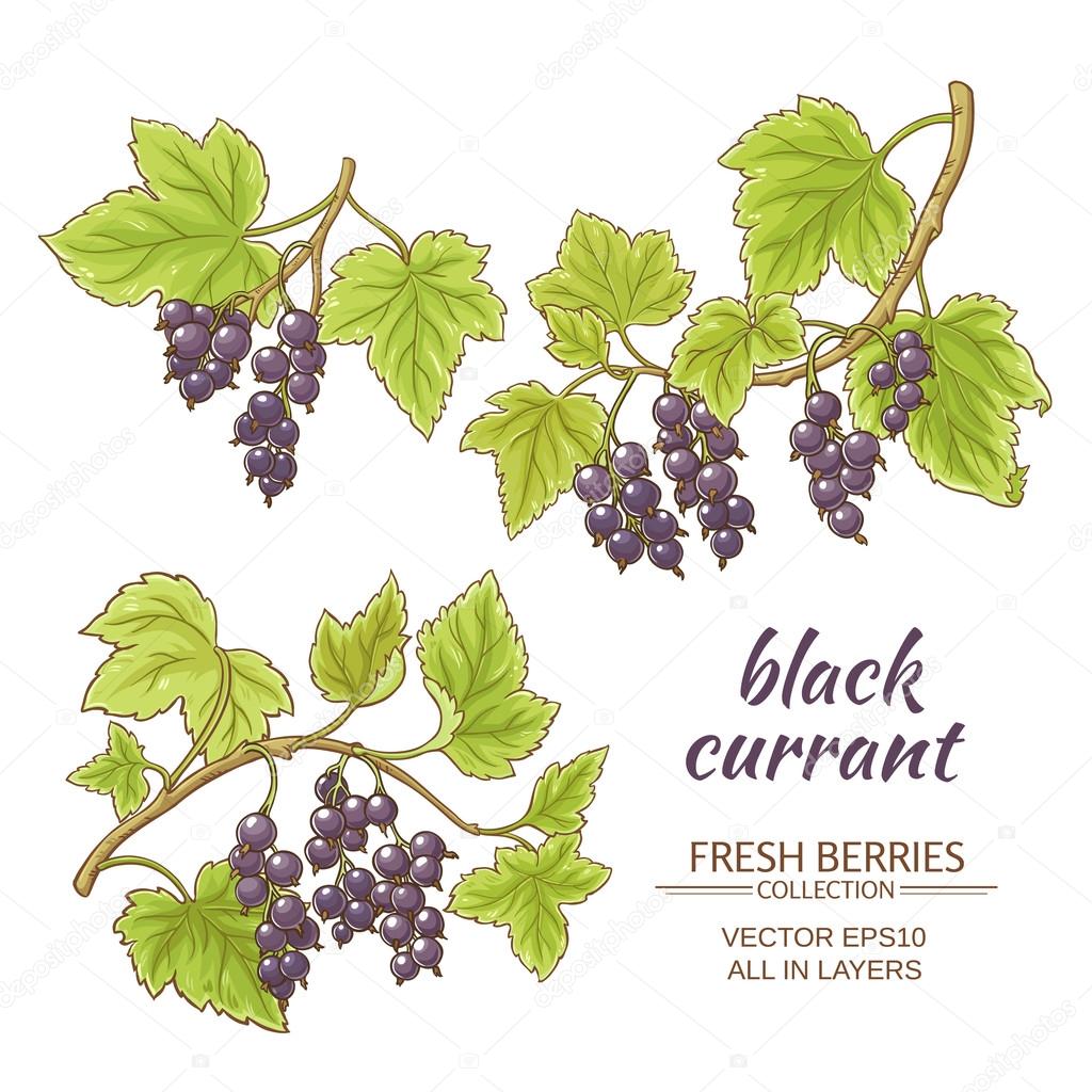 Black currant vector set Stock Vector by ©cuttlefish84 124709844