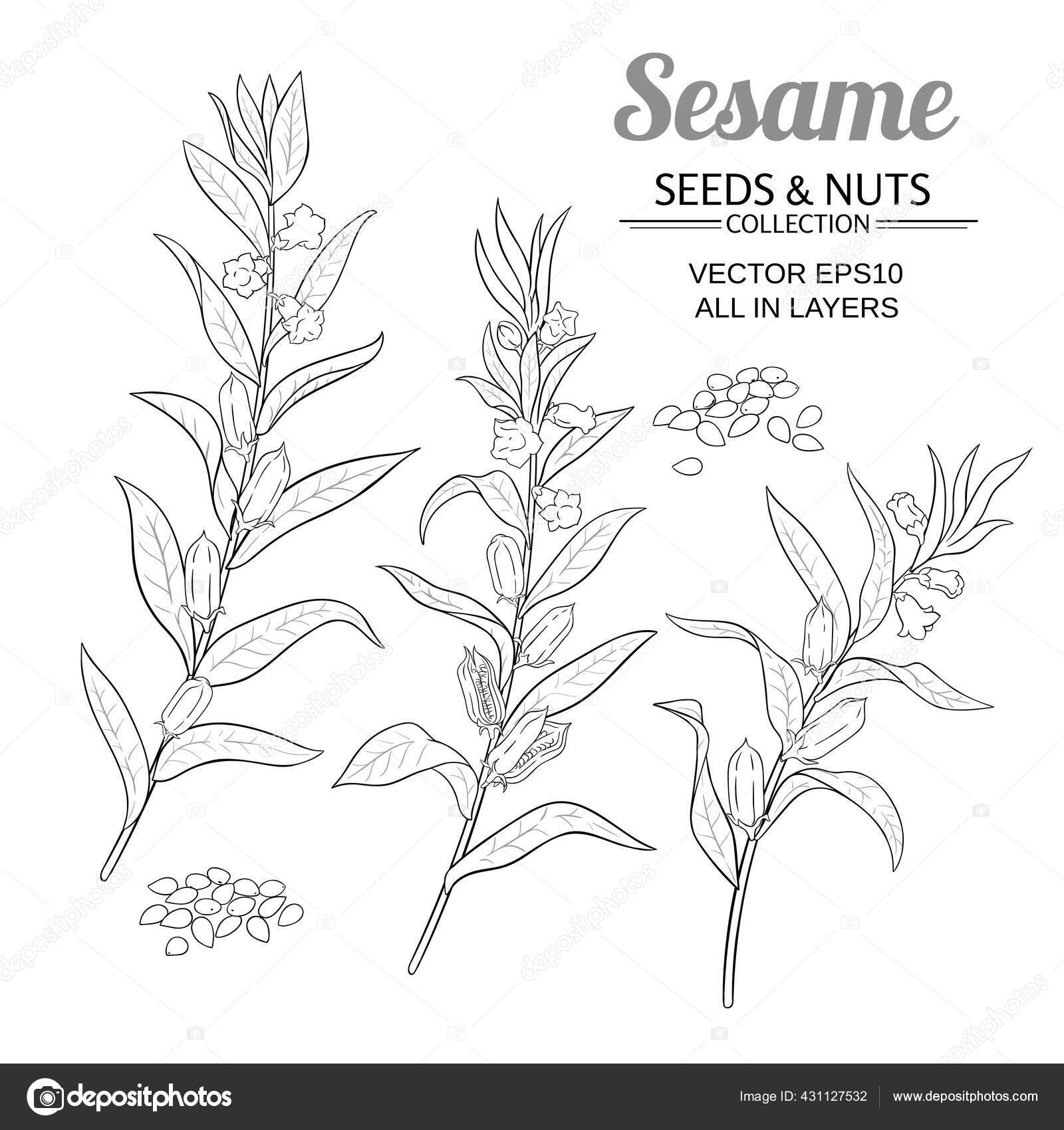 Sesame vector set Stock Vector Image by ©cuttlefish84 #431127532