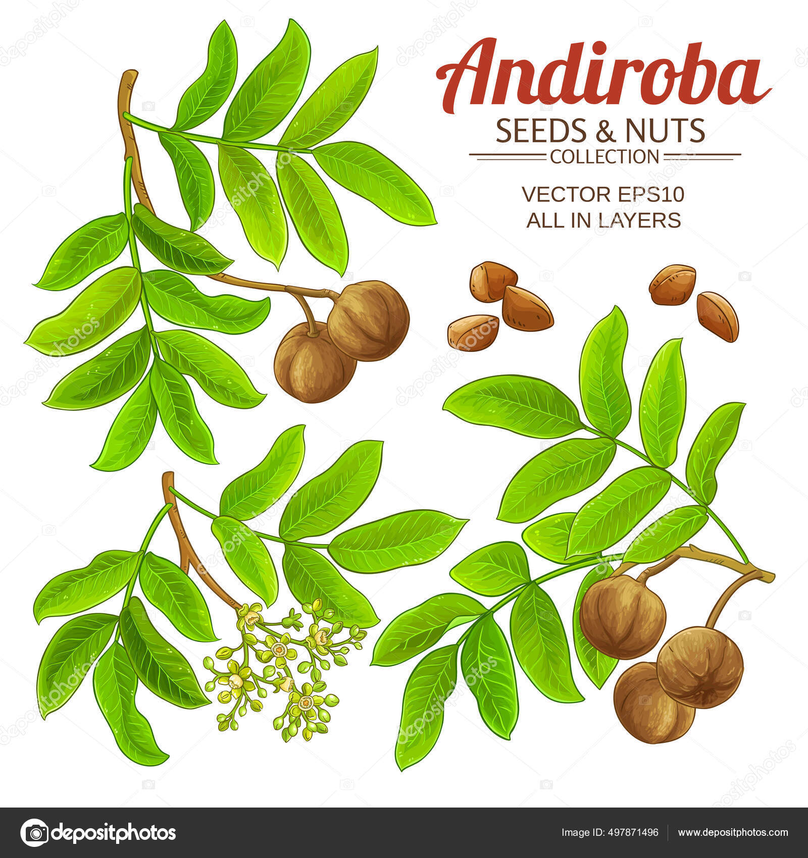 Andiroba vector set on white background Stock Vector Image by ...