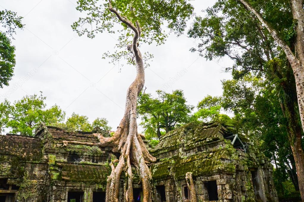 Ta Prohm Temple overgrown with trees, Angkor Wat, Siem Reap Region ...