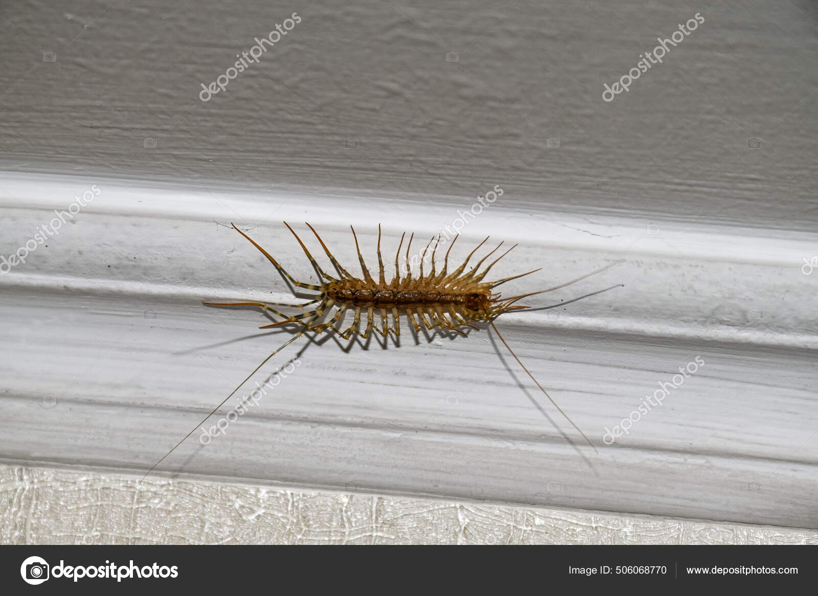 House Centipede Ceiling House Stock Photo by ©vadim.zhakupov@gmail.com ...