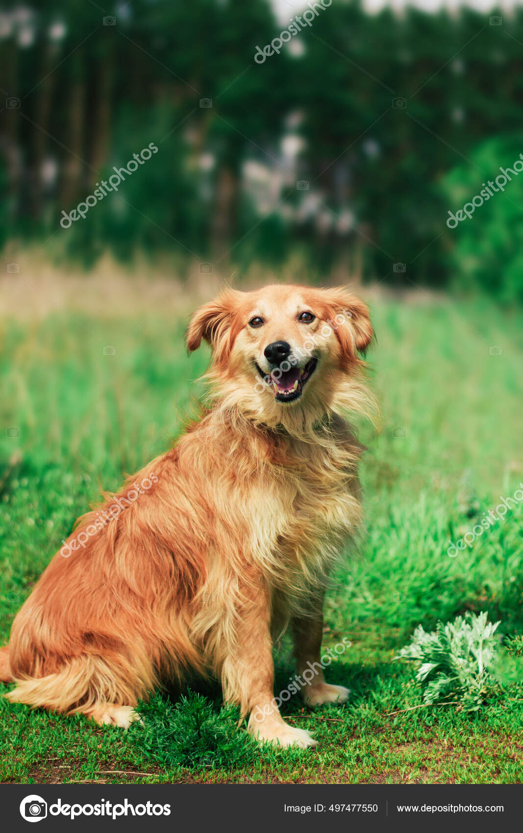 Beautiful Happy Funny Dog Playing Having Fun Outdoors — Stock Photo ...