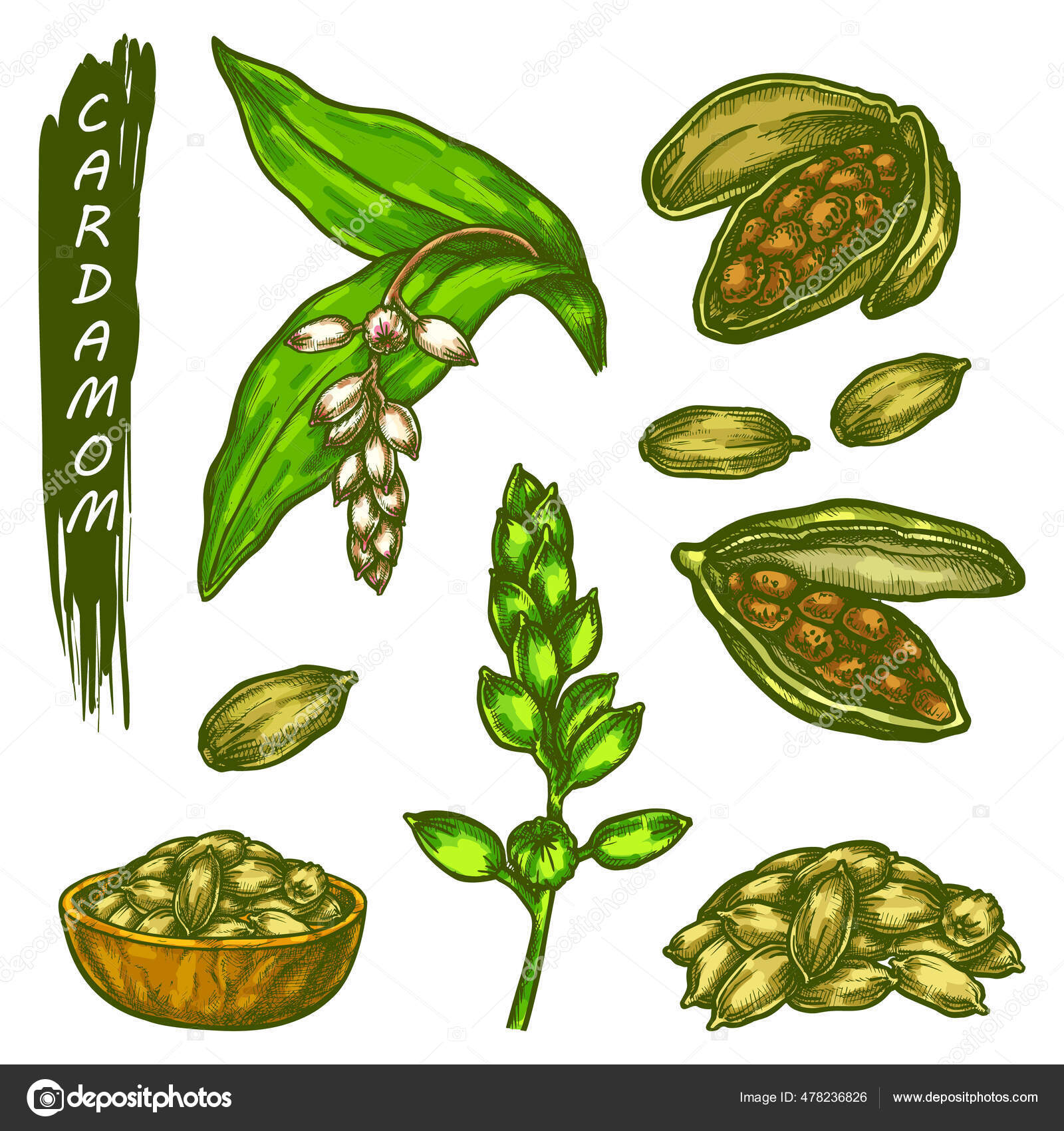 Sketch cardamom, herbs and spices Stock Vector by ©Gendzi #478236826