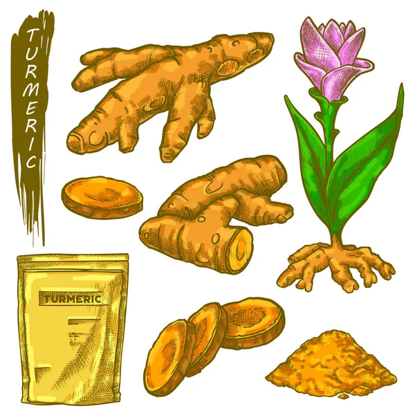 Curcuma icon Vector Art Stock Images | Depositphotos