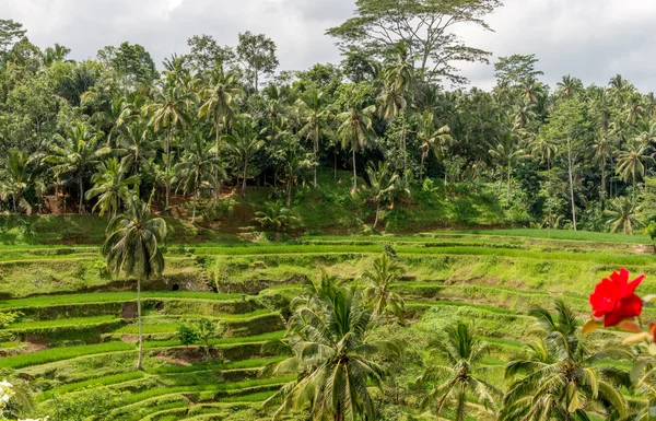 Ubud rice fields Stock Photos, Royalty Free Ubud rice fields Images ...