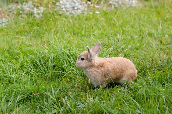 Rabbit Waiting Meadow Close Shot — Stock Photo © surpasspro #194454750