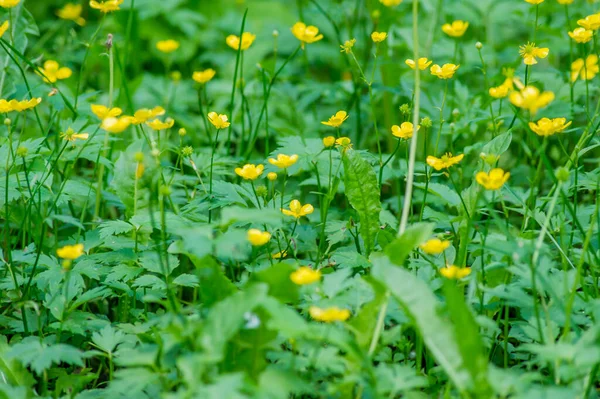 Buttercup flowers Stock Photo by ©teine26 3332812