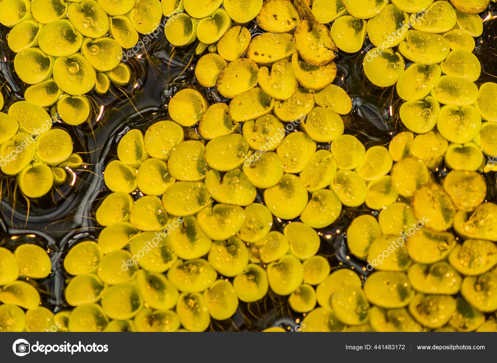 Top View Water Floating Plant Tropical Pond Surface Stock Photo by ...