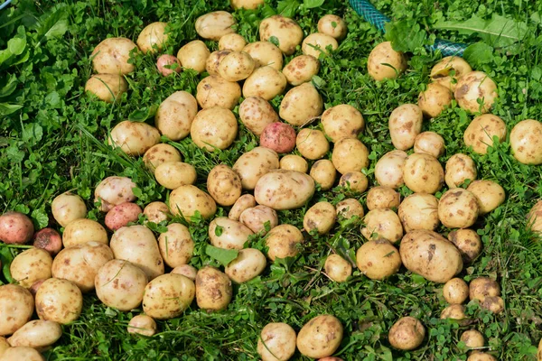 Irish potato famine Stock Photos, Royalty Free Irish potato famine ...