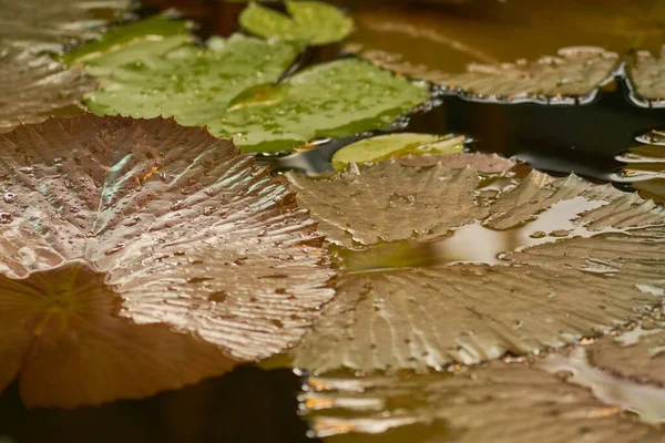 Top View Water Floating Plant Tropical Pond Surface Stock Photo by ...