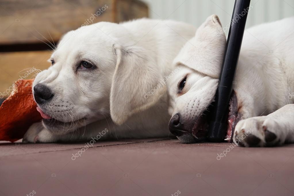 Two Puppies Snuggling