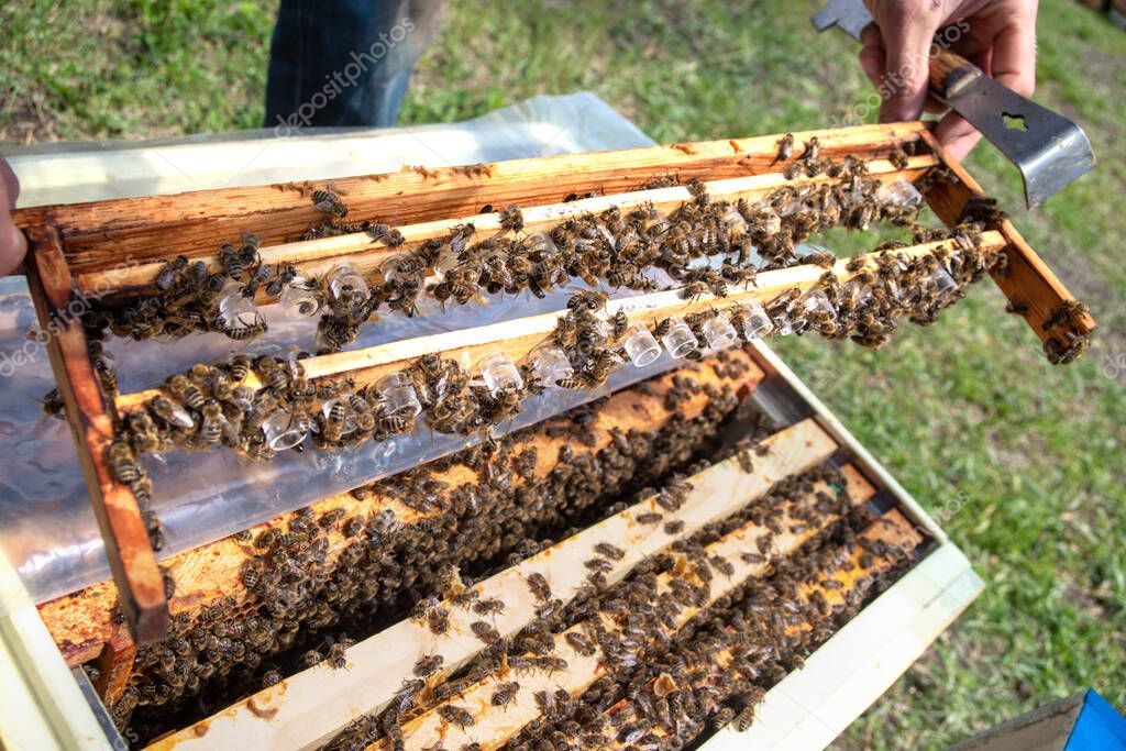 Célula reina apicultora para larvas abejas reina. apicultor en colmenar ...