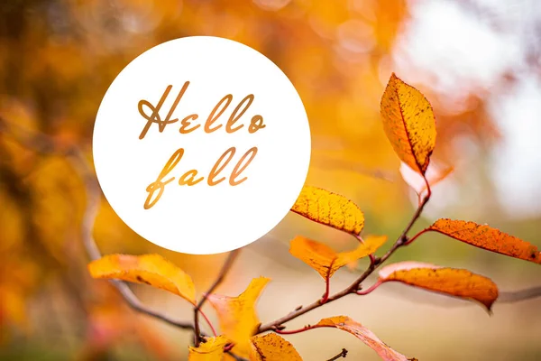 Hello trees Images - Search Images on Everypixel