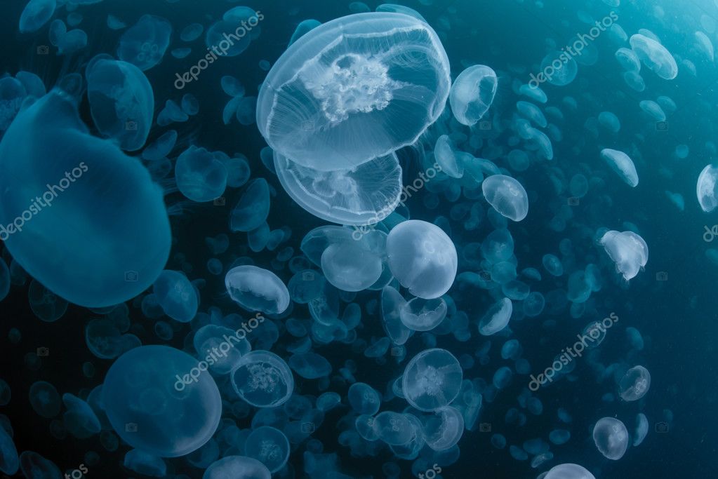 School of jellyfish Stock Photo by ©divedog 119190536