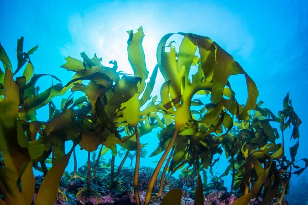 Kelp seaweed underwater Stock Photos, Royalty Free Kelp seaweed ...