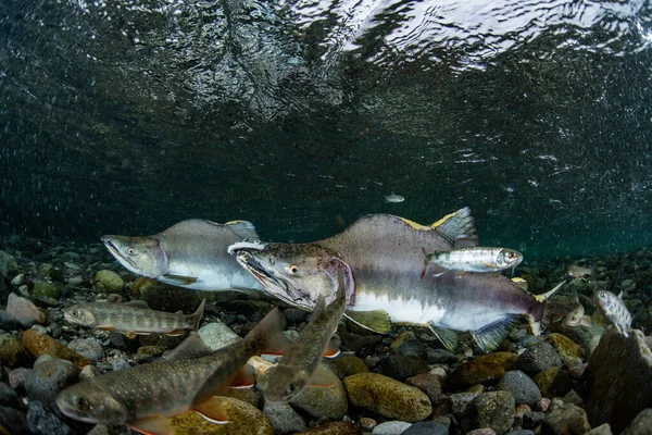 Chum salmon Stock Photos, Royalty Free Chum salmon Images | Depositphotos