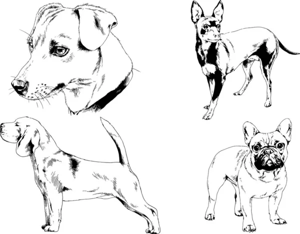 Grafika wektorowa Psy rysunek, Psy rysunek obrazy wektorowe | Depositphotos