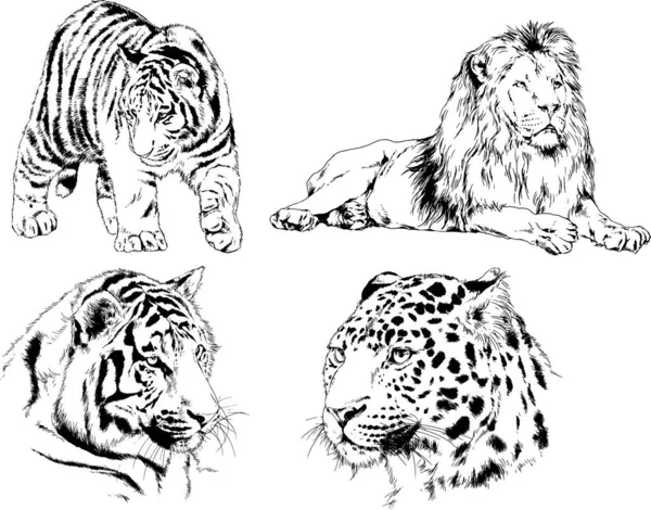 Panther cartoon illustration coloring book Vektor Stok, Ilustrasi ...