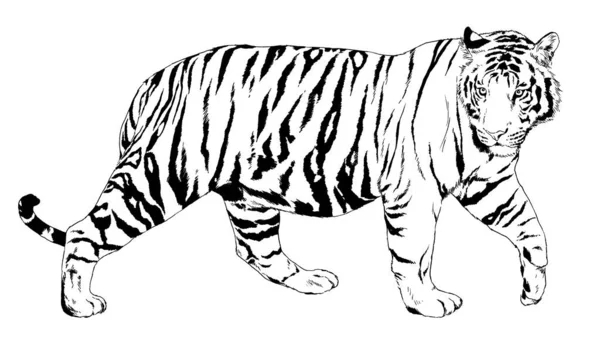 Tigris rajz Stock fotók, Tigris rajz Jogdíjmentes képek | Depositphotos