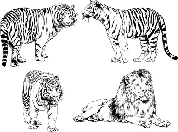100,000 Mating lions Vector Images | Depositphotos