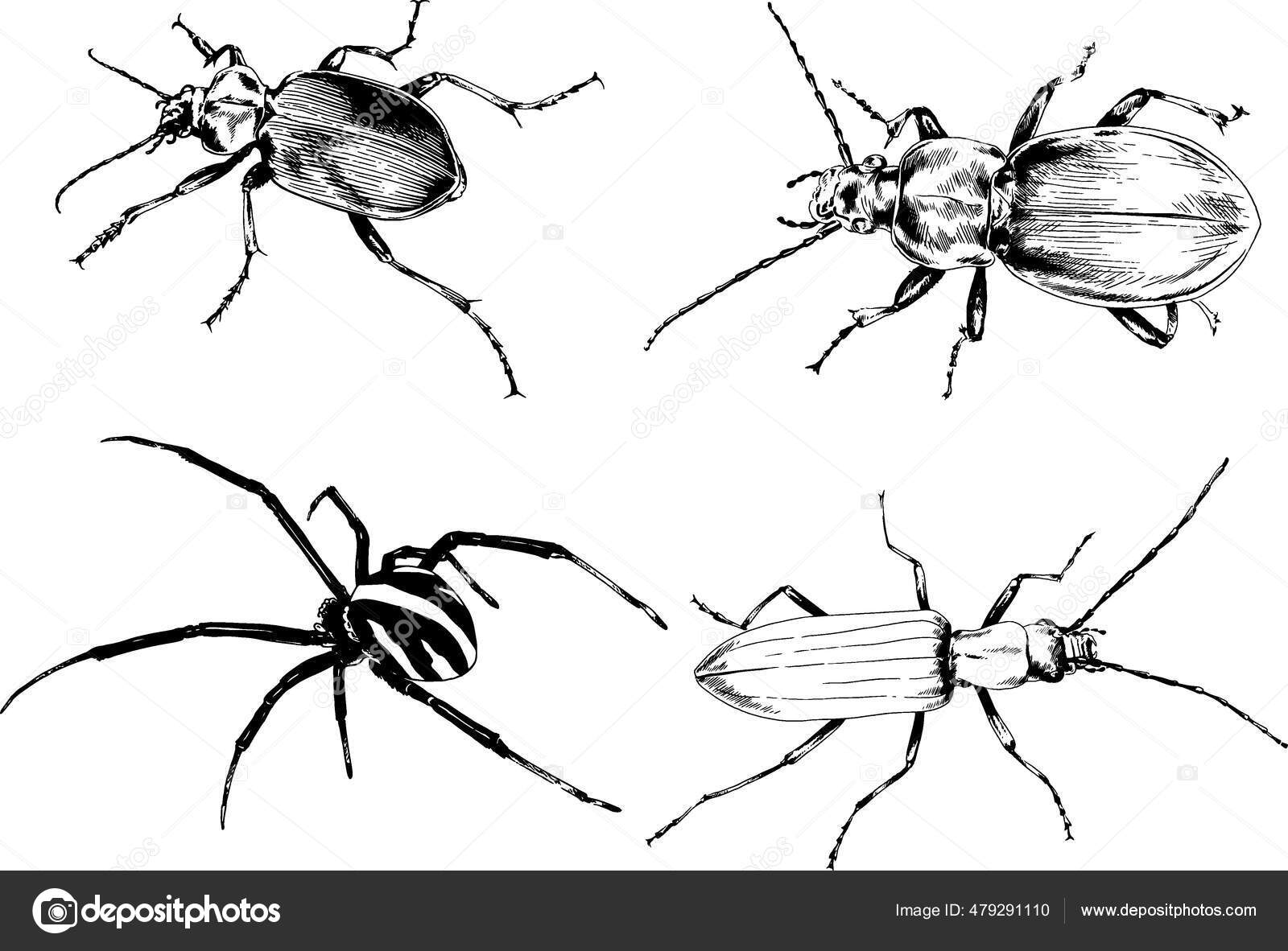 Dibujos Vectoriales Bocetos Insectos Diferentes Insectos Scorpions ...