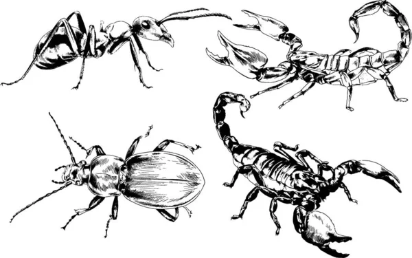 Especies de insectos imágenes de stock de arte vectorial | Depositphotos