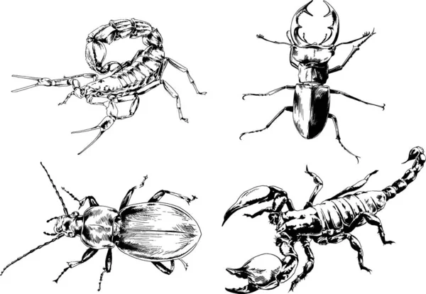 Morfologia dos insectos Stockfotografier, royaltyfria Morfologia dos ...