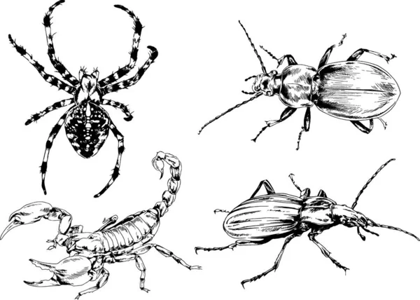 Especies de insectos imágenes de stock de arte vectorial | Depositphotos