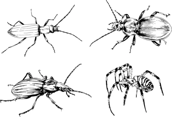 6,752,985 Insects that control insects Vector Images | Depositphotos