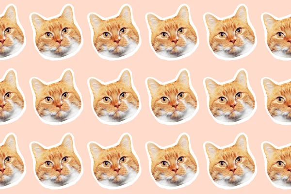 Cat collage Stock Photos, Royalty Free Cat collage Images | Depositphotos