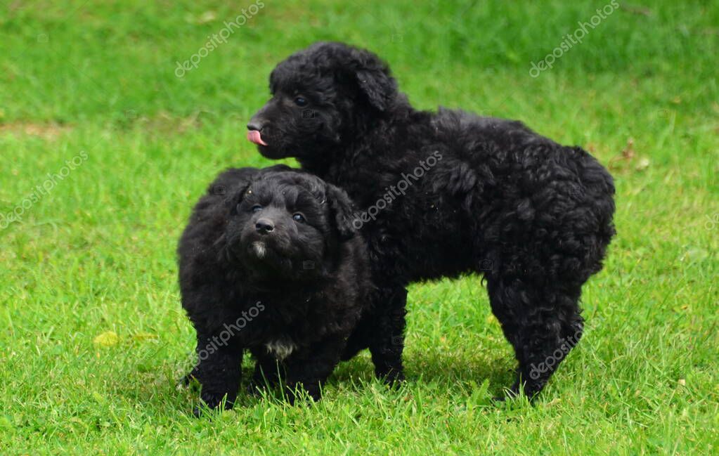Dos jóvenes pulines jugando en la hierba. Una de las razas más antiguas del mundo 2023