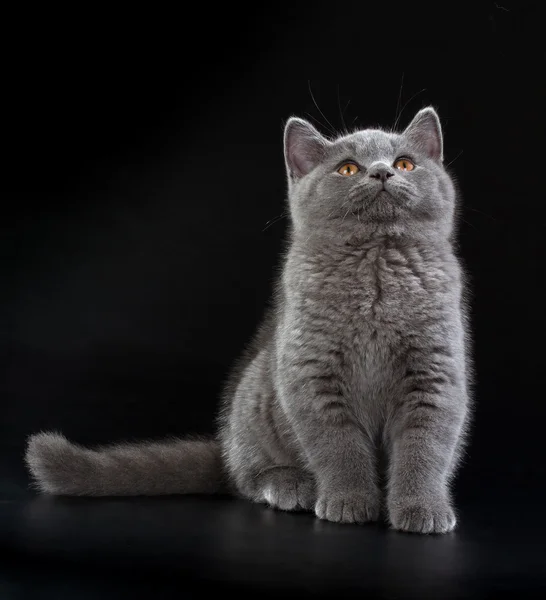 Pretty British Shorthair Blue Kitten on black background. Stock Photo ...