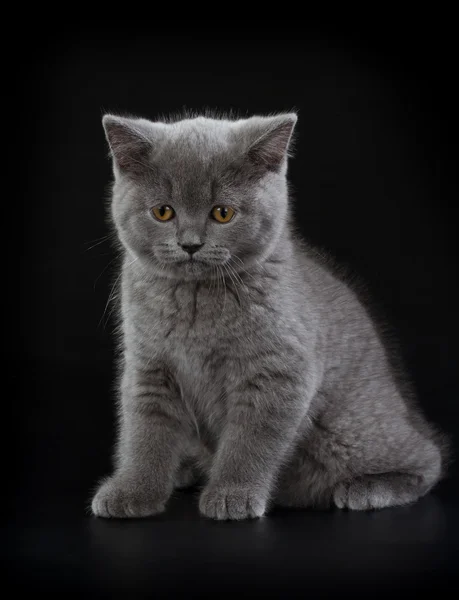 Pretty British Shorthair Blue Kitten on black background. Stock Photo ...
