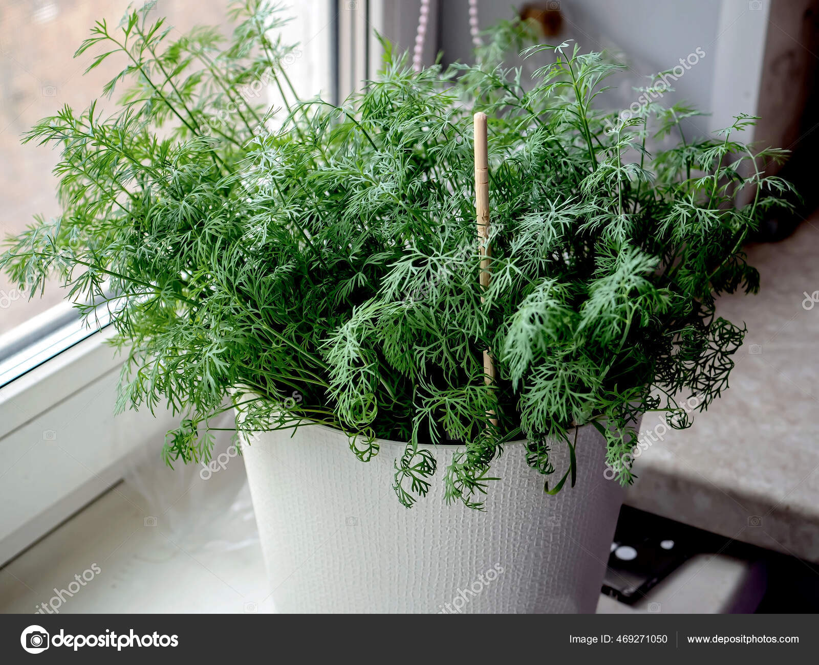 Dill Plant Pot