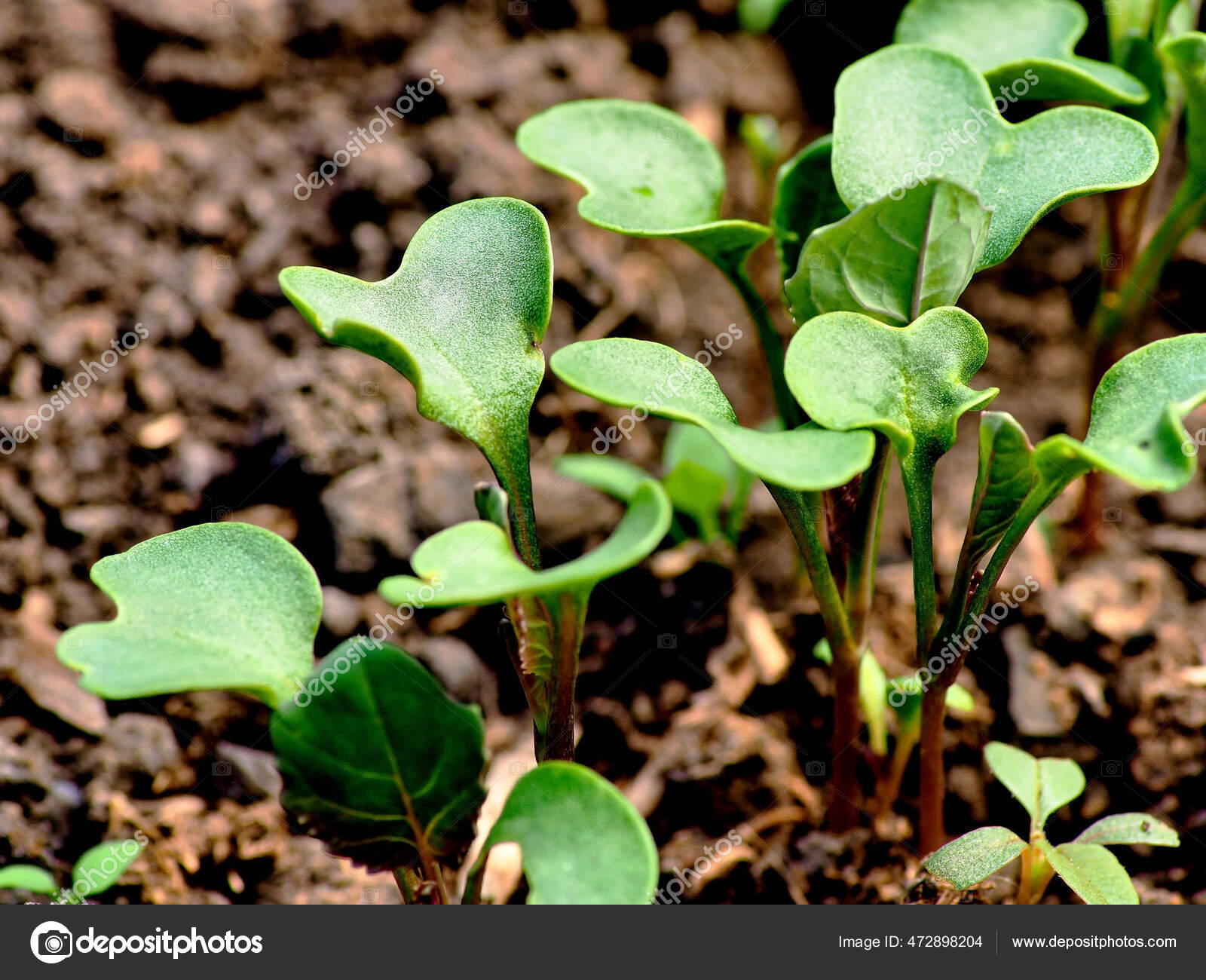 Baby Cabbage Plants