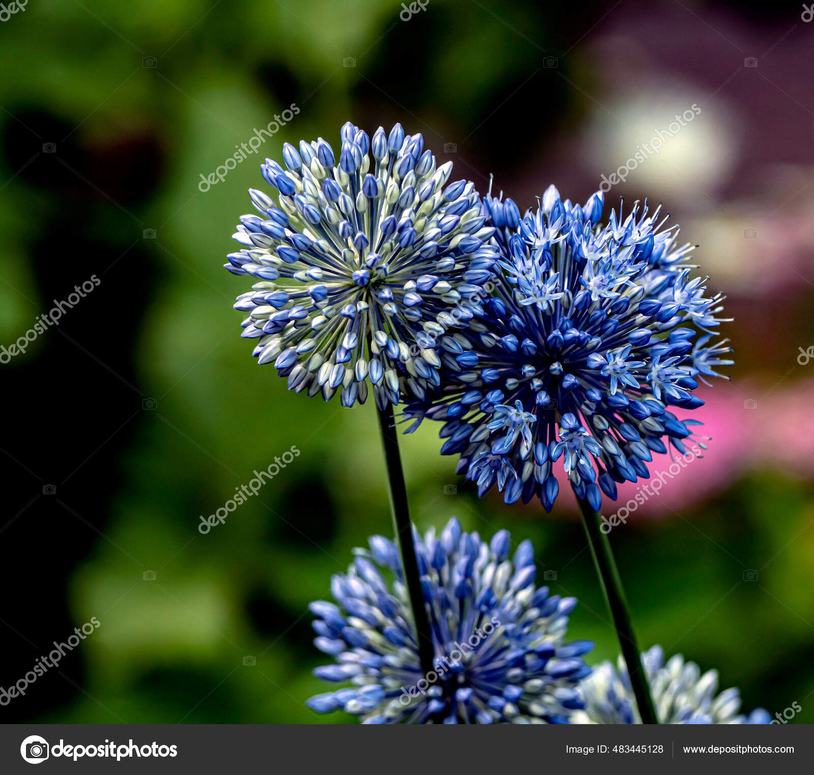 Bright Blue Flower Names