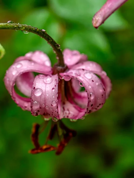 Droopy flower Stock Photos, Royalty Free Droopy flower Images ...