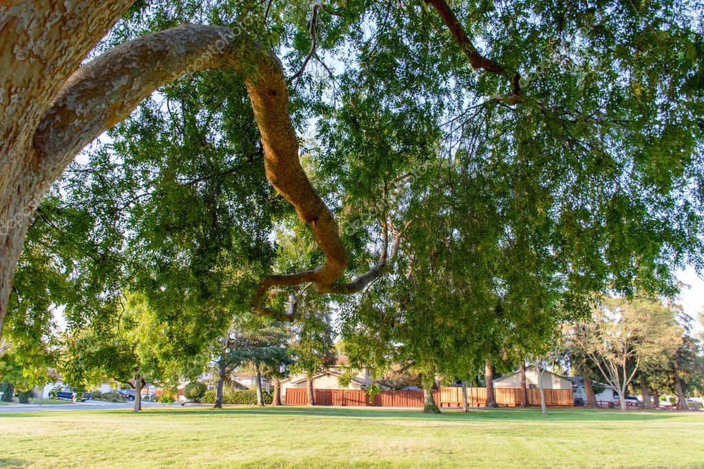 Big Tree Branch and the Park Grass — Stock Photo © yshgcs #121452186