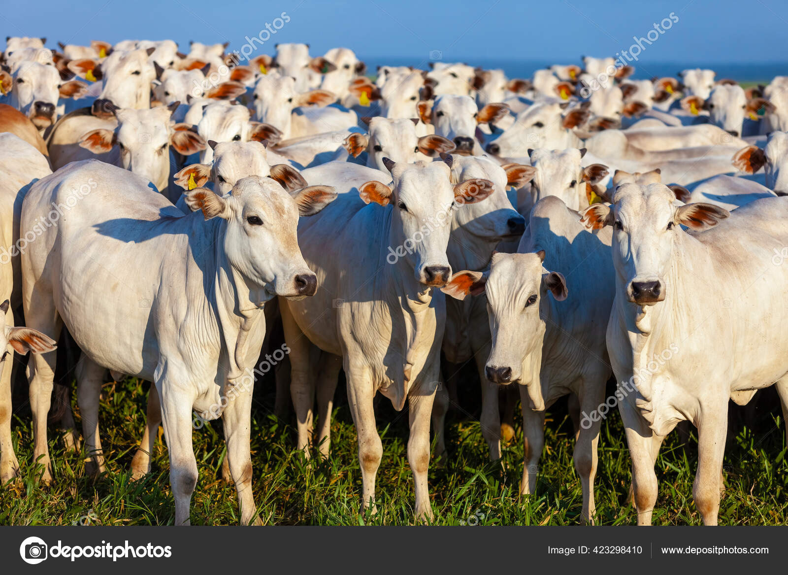 Nelore Cattle