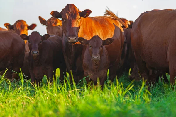Bonsmara cows Stock Photos, Royalty Free Bonsmara cows Images ...