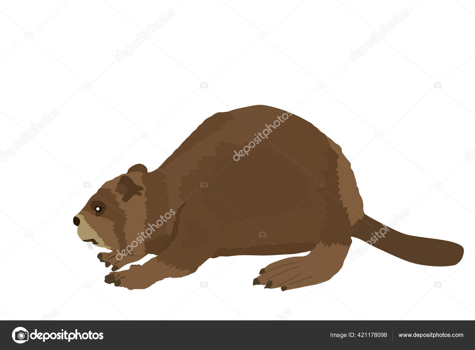 Beaver Vector Illustration Isolated White Background Stock Vector Image ...