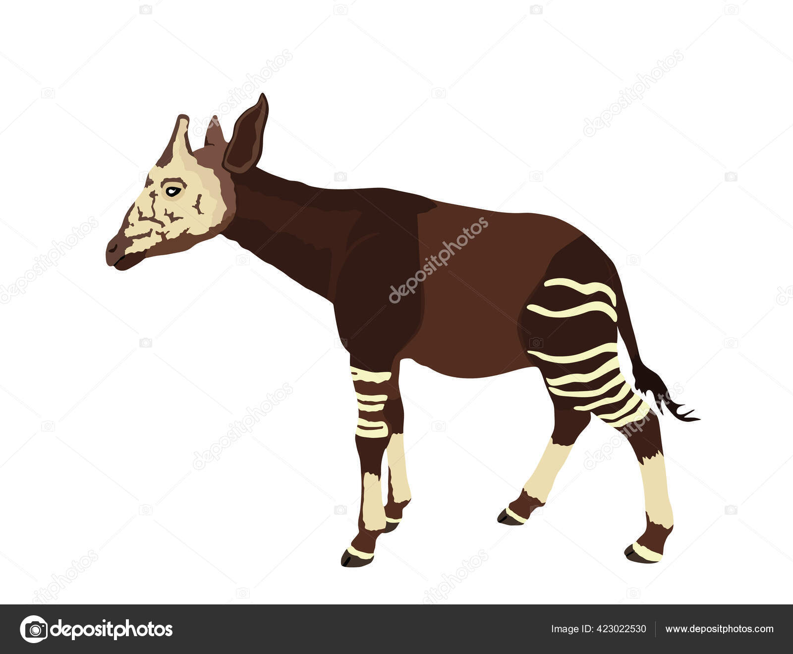 Okapi Vector Illustration Isolated White Background Forest Giraffe ...