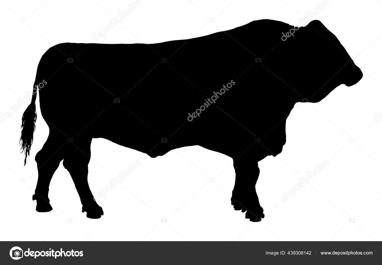 Standing Adult Bull Vector Silhouette Illustration Isolated White ...