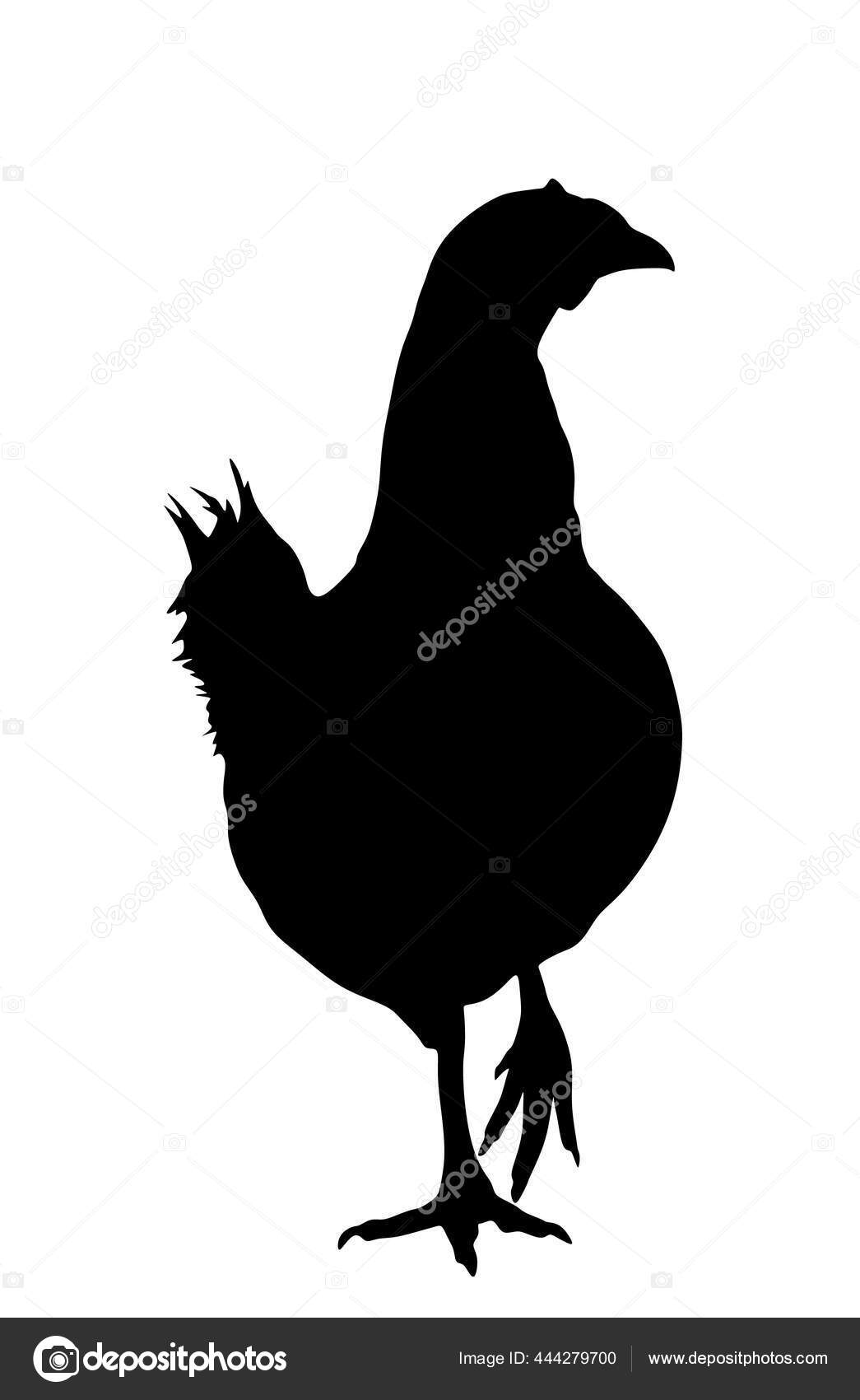 Chicken Hen Vector Silhouette Illustration Isolated White Background ...