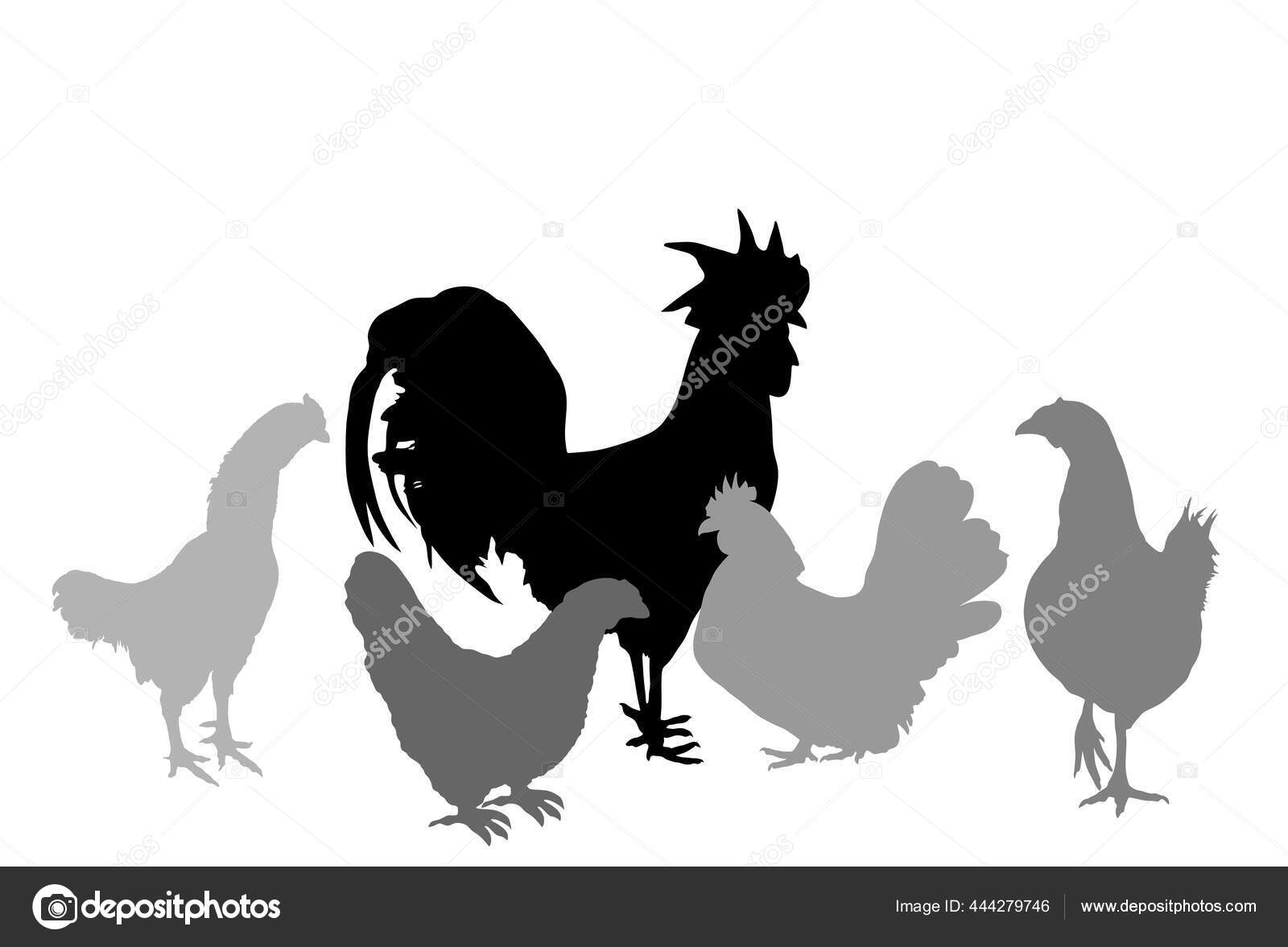 Elegant Rooster Chickens Vector Silhouette Illustration Isolated White ...