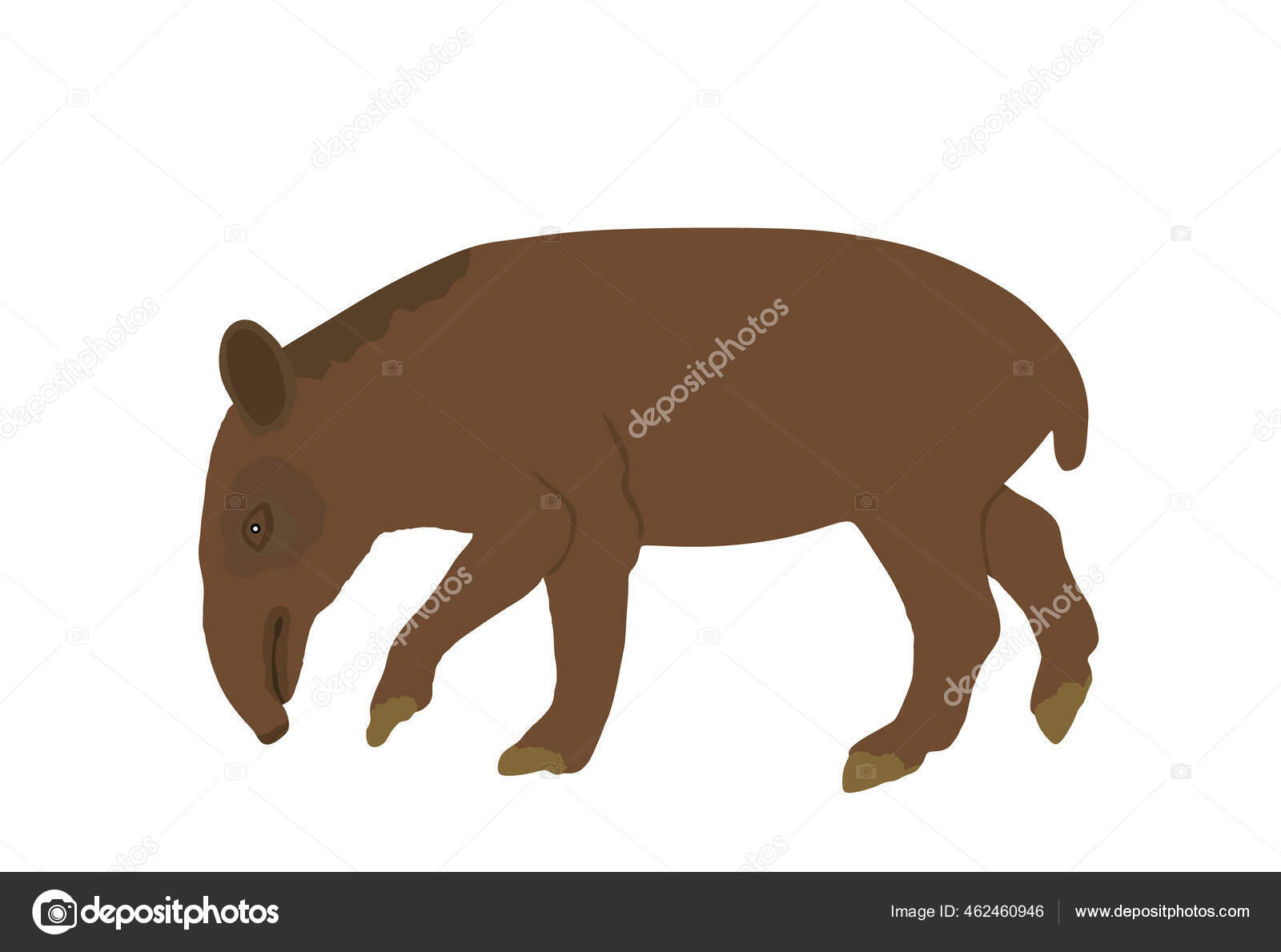 Tapir Vector Illustration Isolated White Background Tapirus Central ...