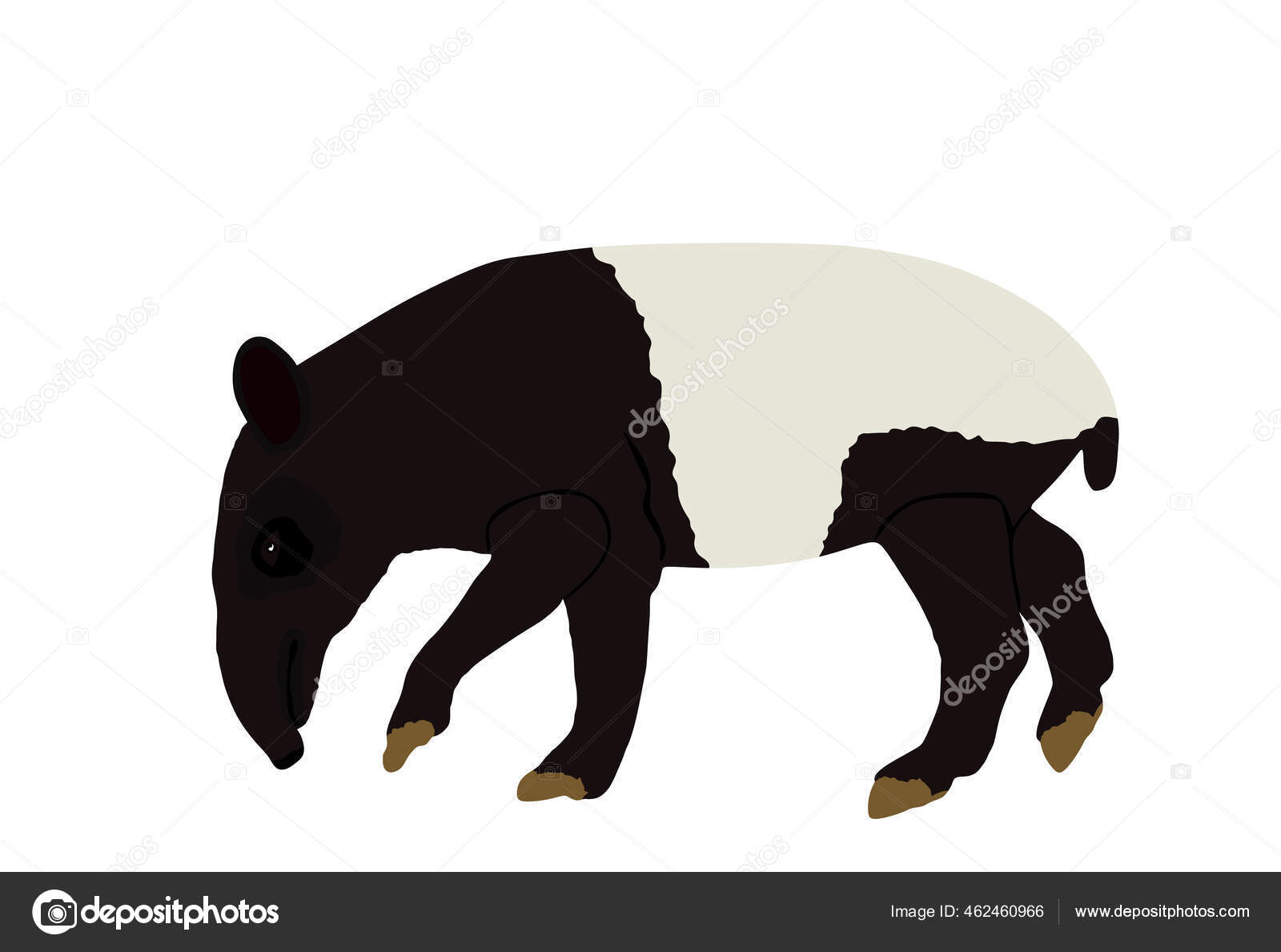 Malayan Tapir Drawing