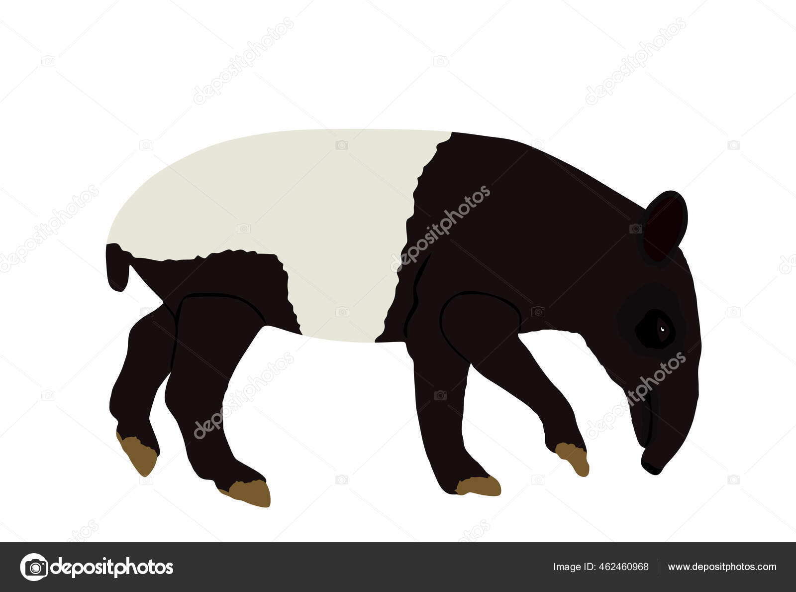 Malayan Tapir Drawing